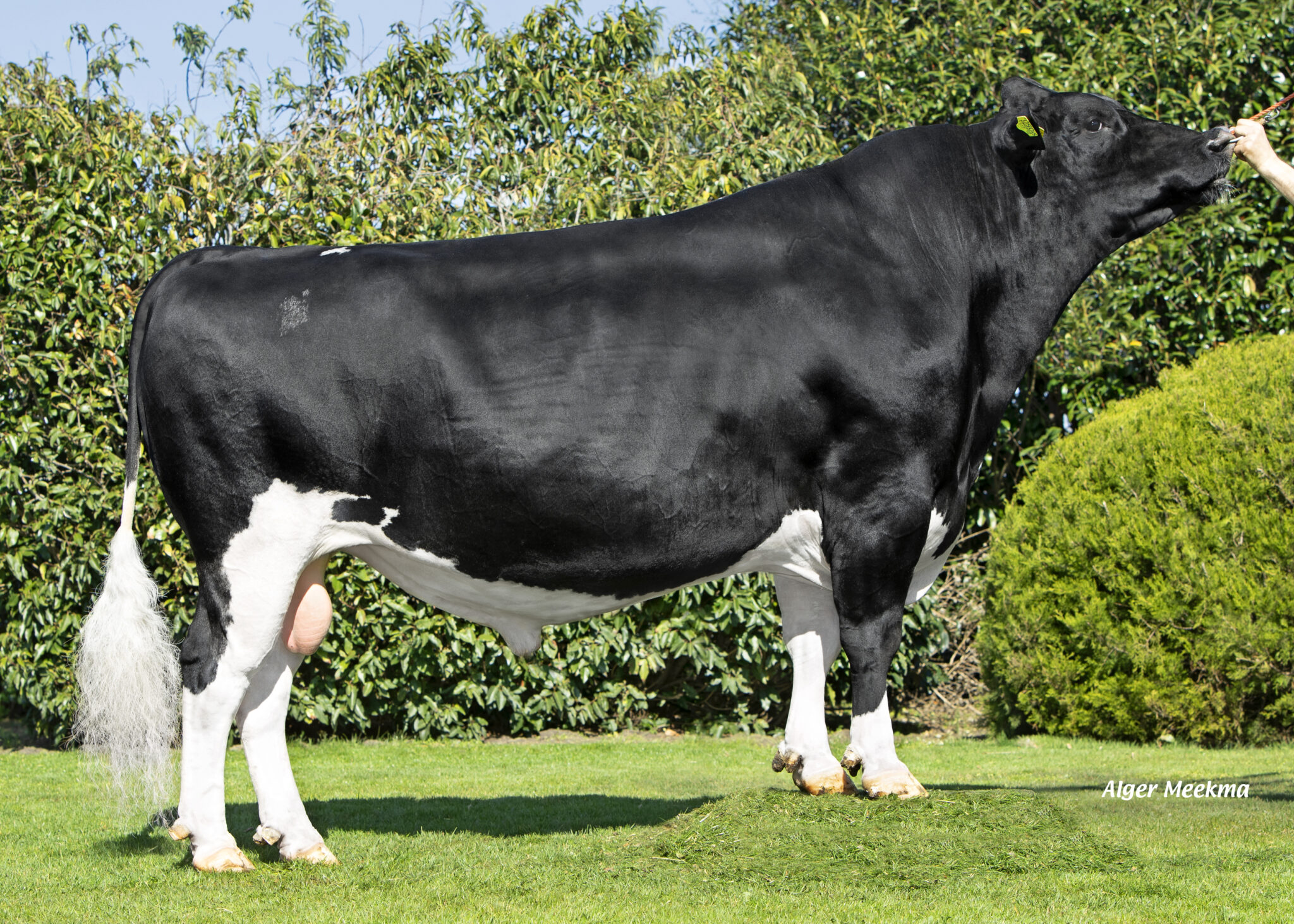 Warum entscheiden für Bullen mit bb und A2A2? | K.I. Samen