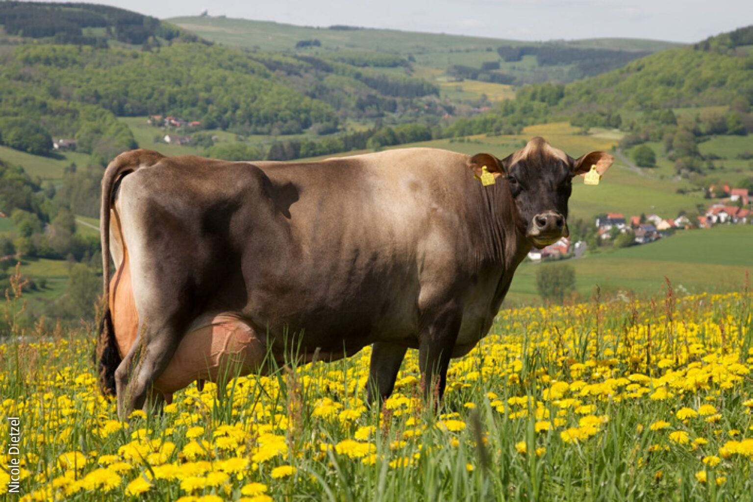 Weltweite Zunahme der Jersey Rasse | K.I. Samen